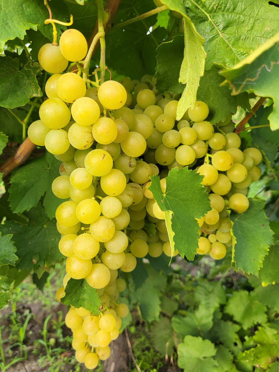 Poama muscat Eantarnii