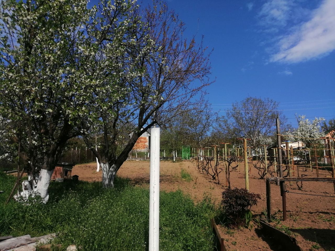 Gradina bine îngrijită la preț bun gard prin prejur 3sote vie 3 sote livada