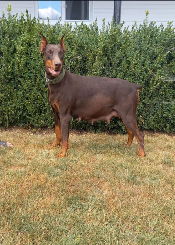 vind catei Doberman