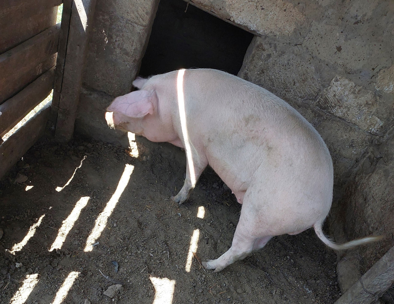 Se vinde porc 130 kg