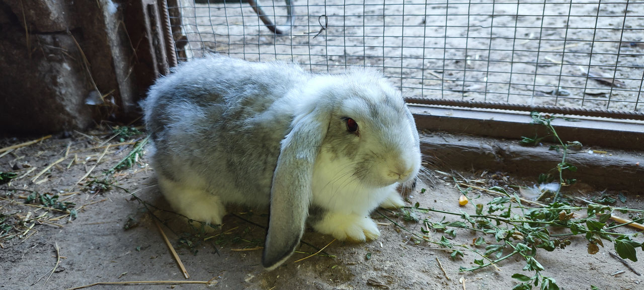 Iepuri berbec german