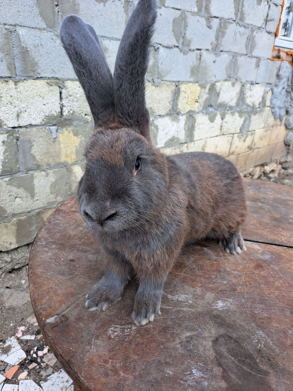 Vind mascul lucrator