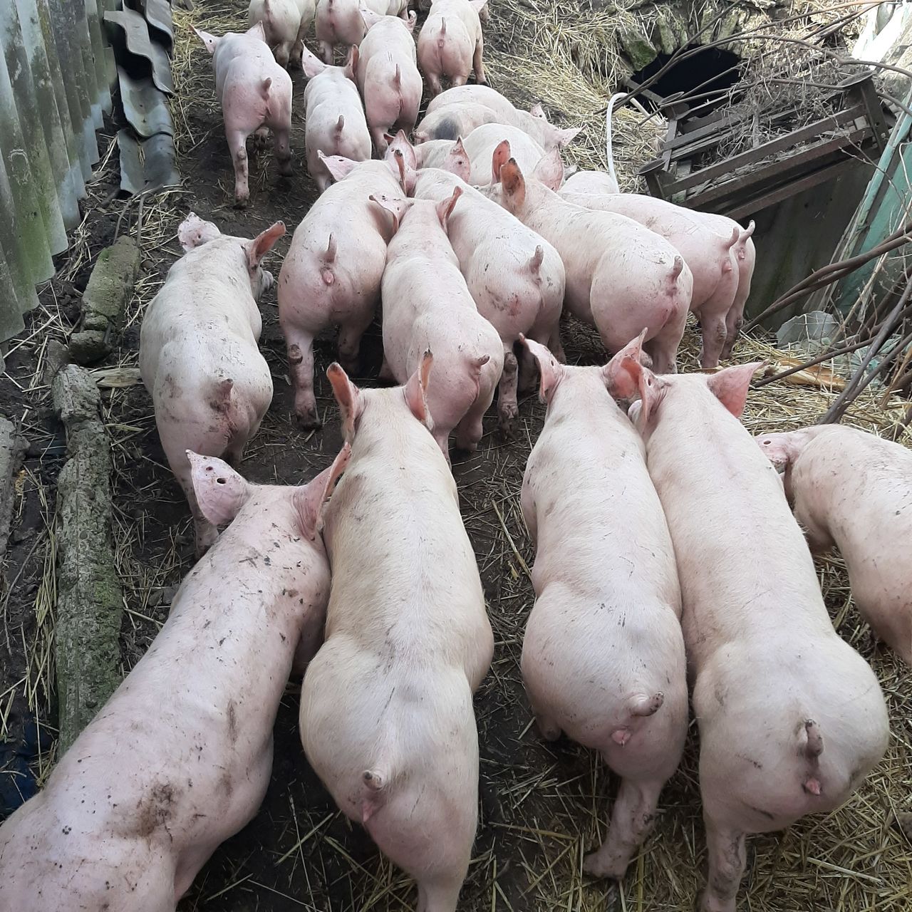 Vind purcei purcele la crestere de rasa landras+petrean au in jur de 25 ...