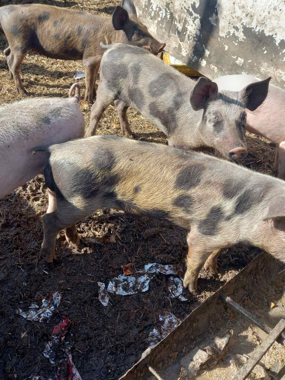 Vind purcei de carne ,purcelele cite 2000lei ,vierul 3000lei