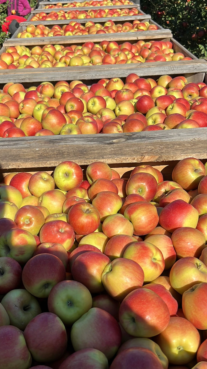 Vindem mere Champion reno și gala dark ann