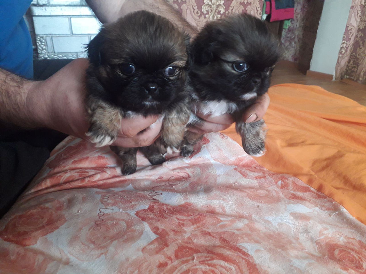 Se vind kinisori de rasa pikinez