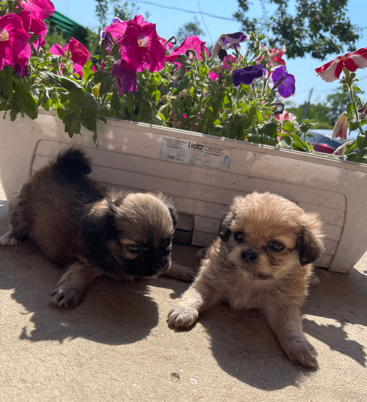 Vând cățeluși de rasă pechinez