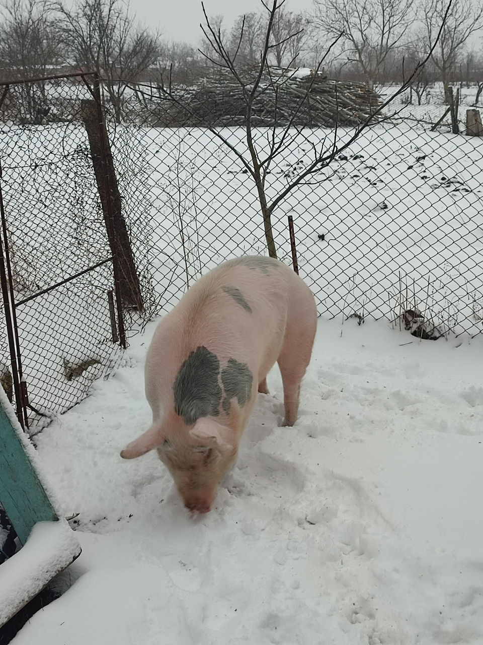 Vând purcel de casă