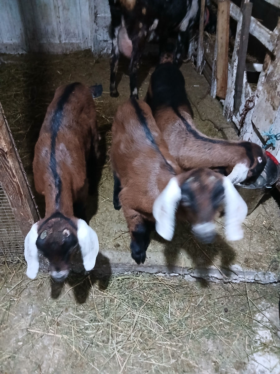 Capra cu trei ieduțe