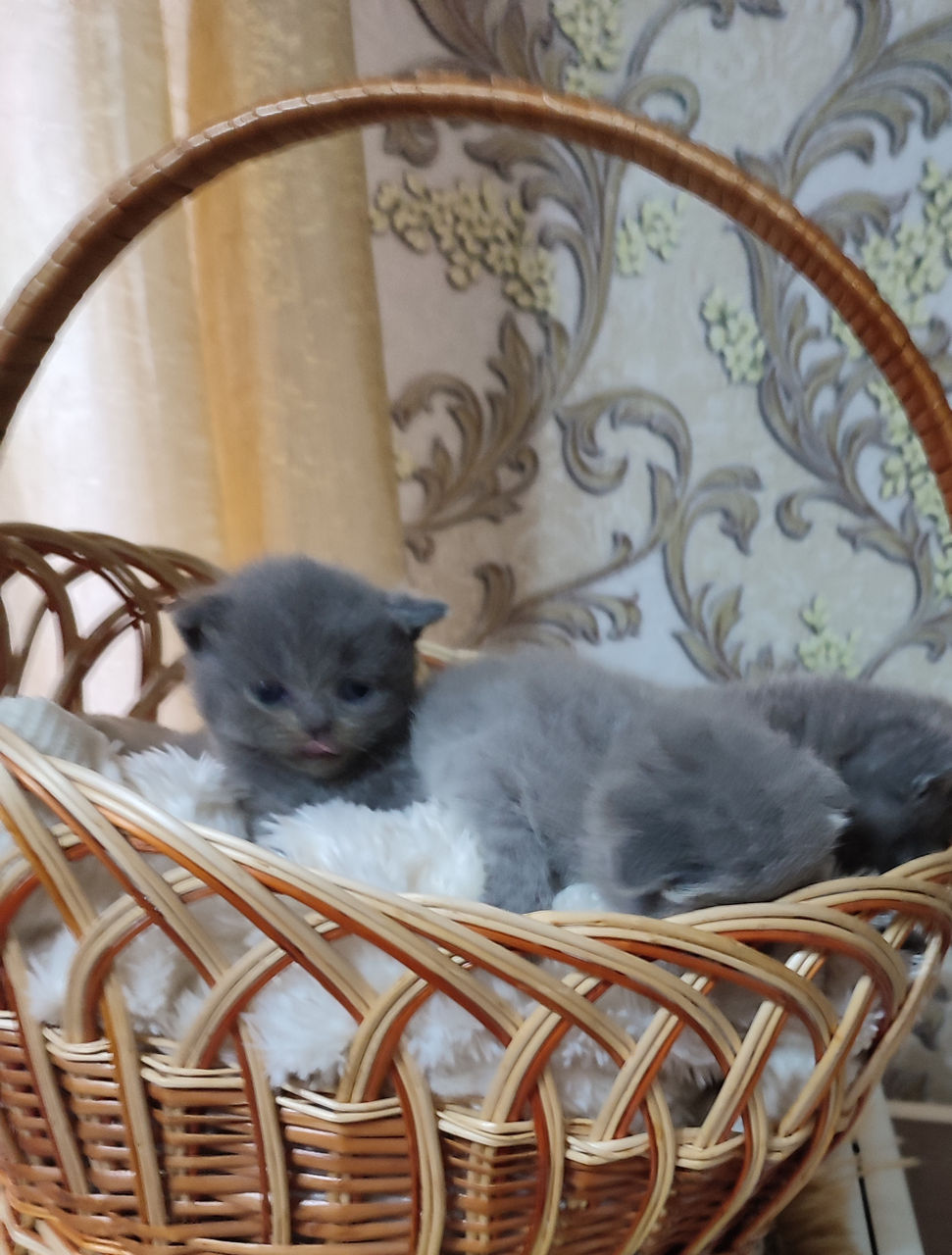 Шотландские вислоухие малыши