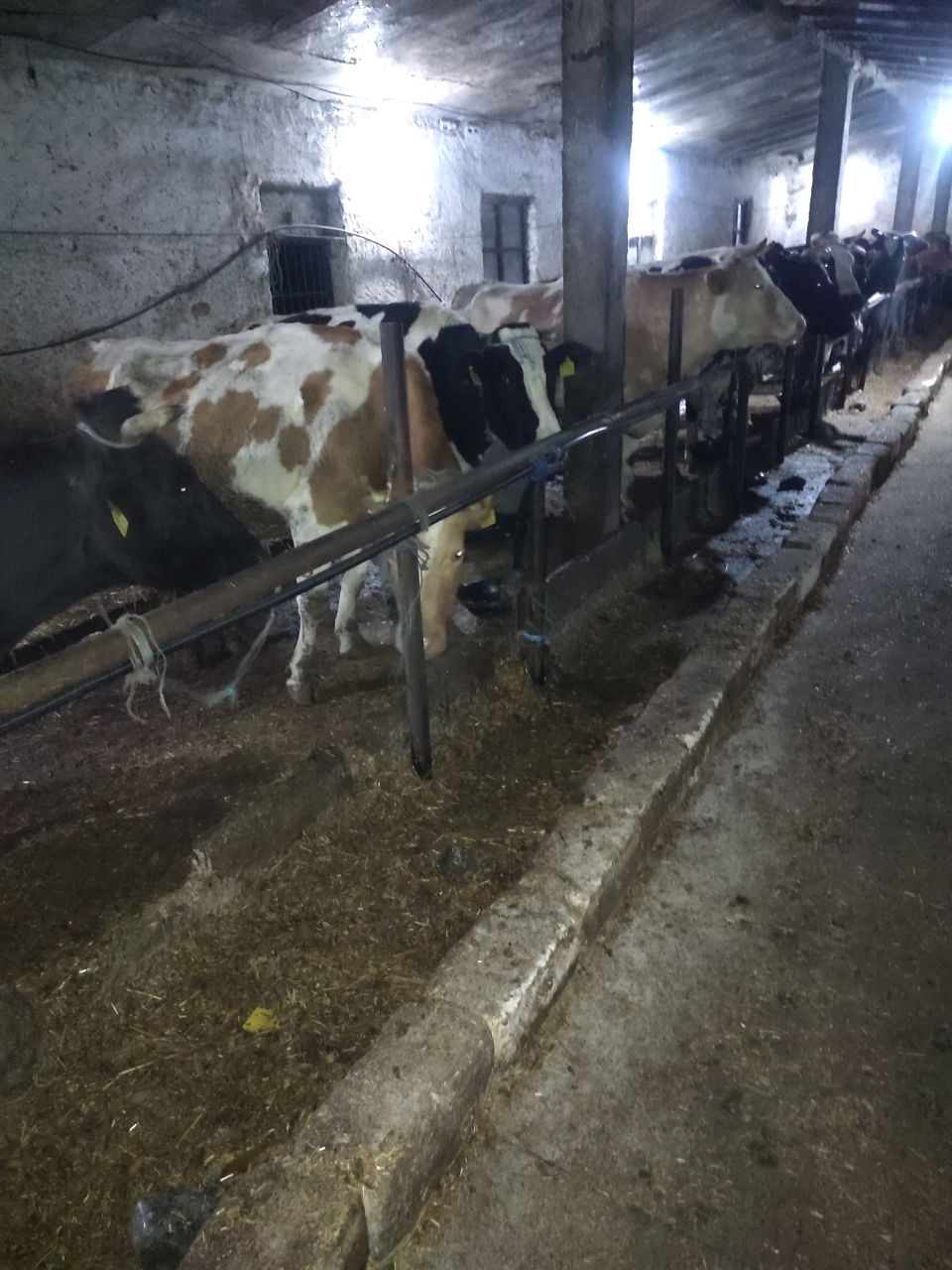 Se vinde vacute productive