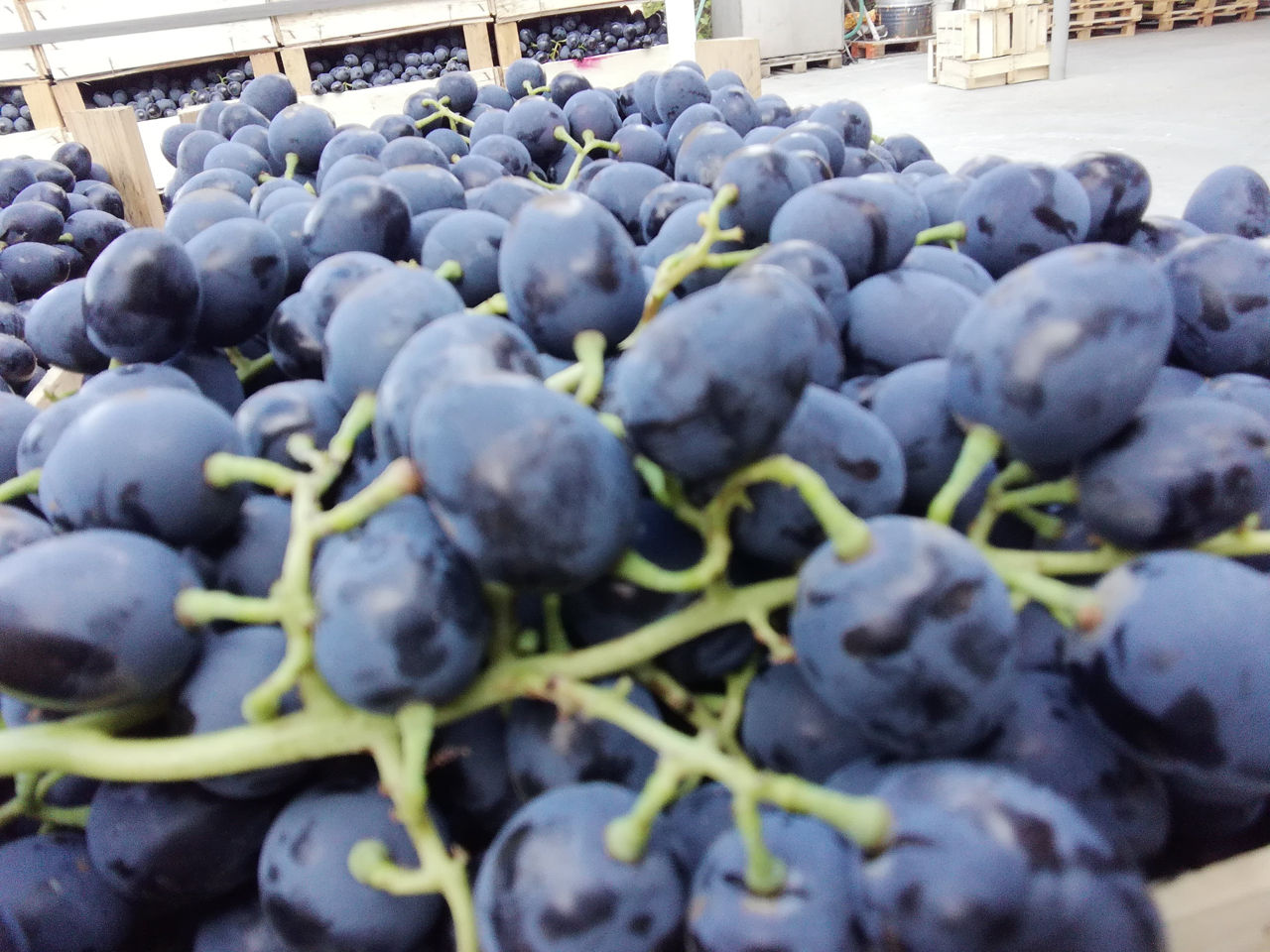 Vand Struguri Poama Moldova Costesti Ialoveni