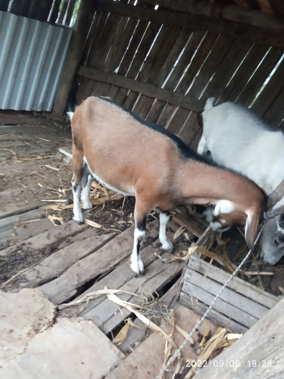 Vând capre bune de lapte