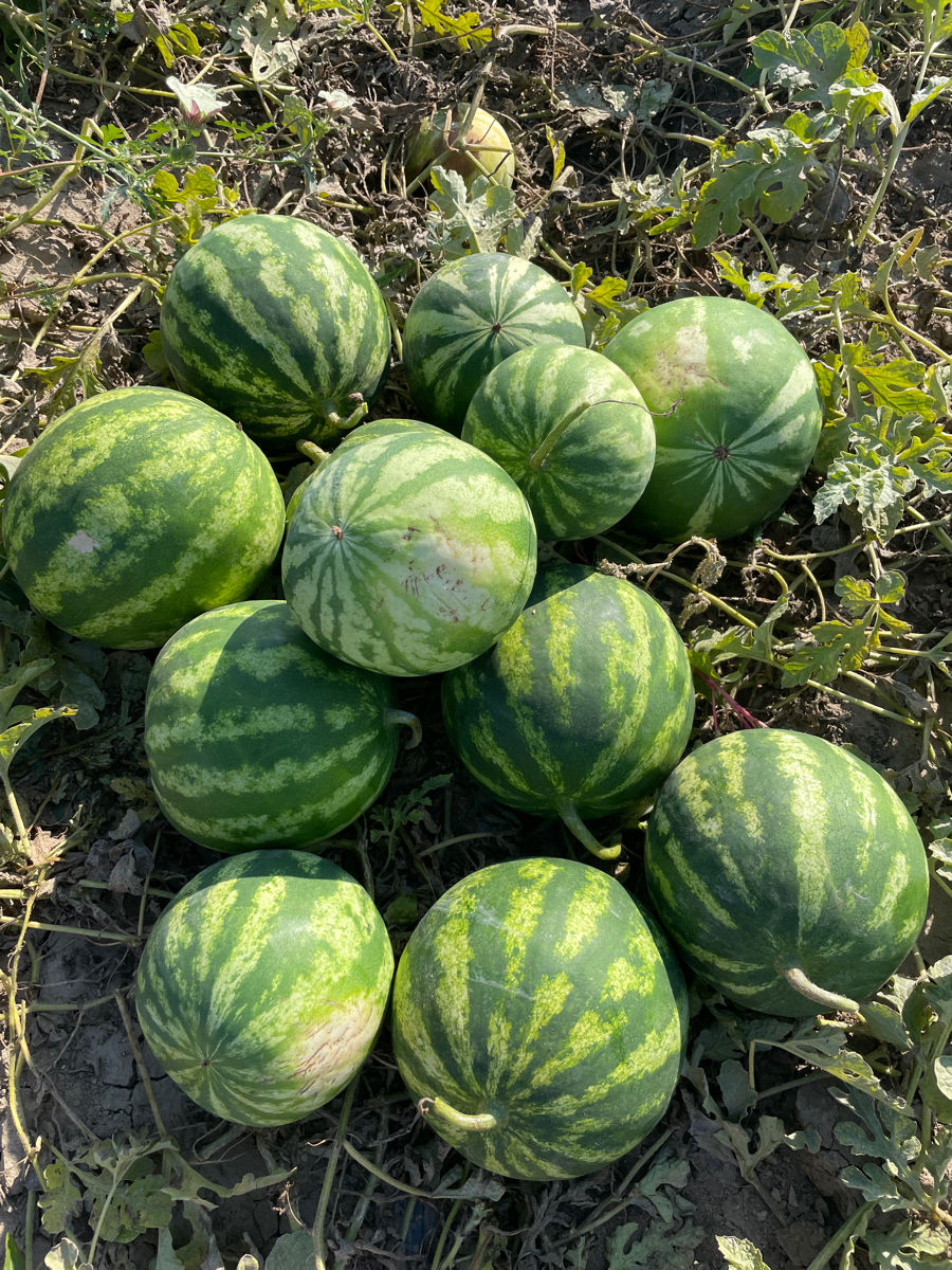 Vind harbuz proaspat pentru murat