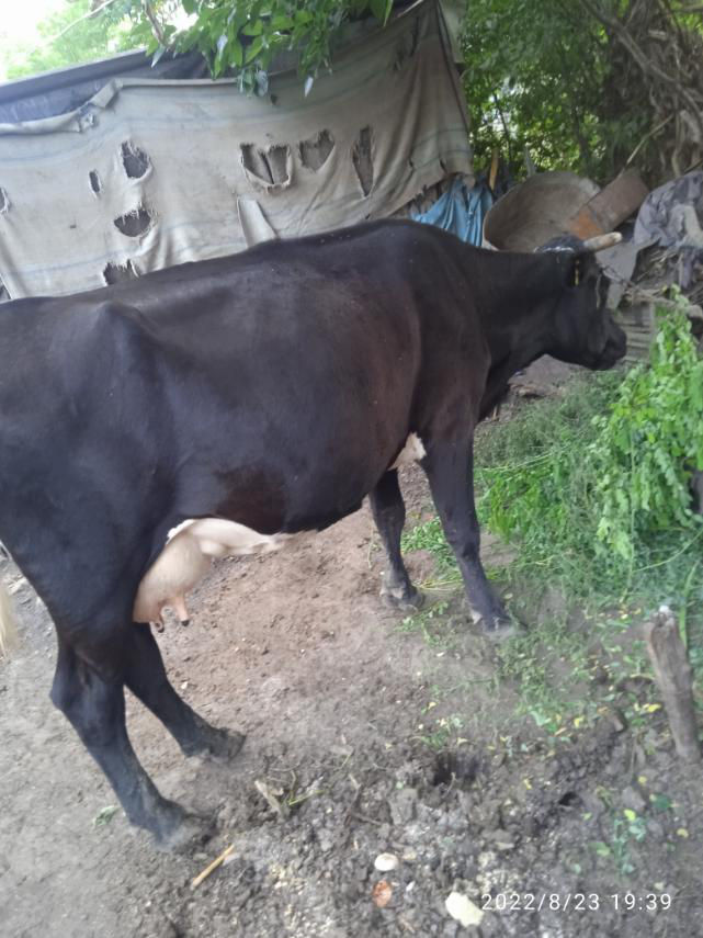 Vind vaca buna de lapte