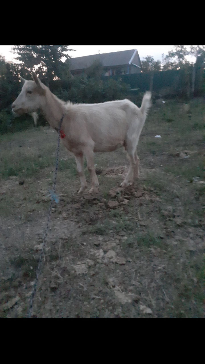 Vind capra mulgatoare si o ieduta