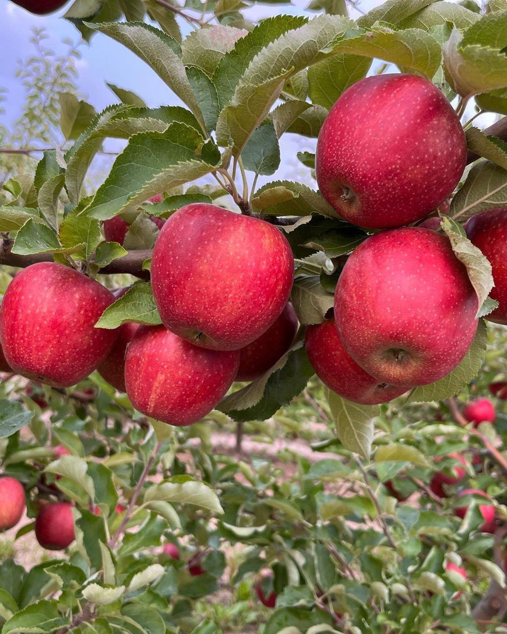 Copaci de mere GALA DARK BARON-Mm26, CIORNII PRINT , Si diferitți ...