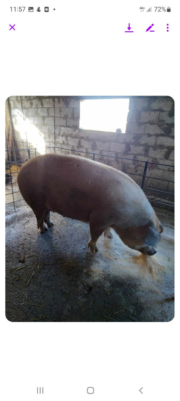 Cumpar scroafe ( свиноматки)