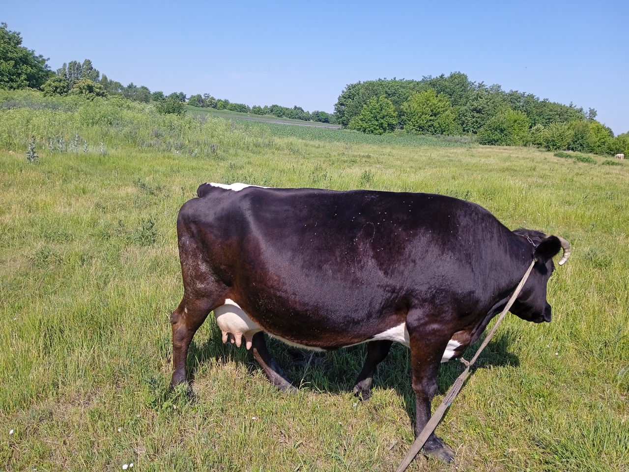 Vindem 2 vaci bune de lapte,una de a fața, cealaltă fătată