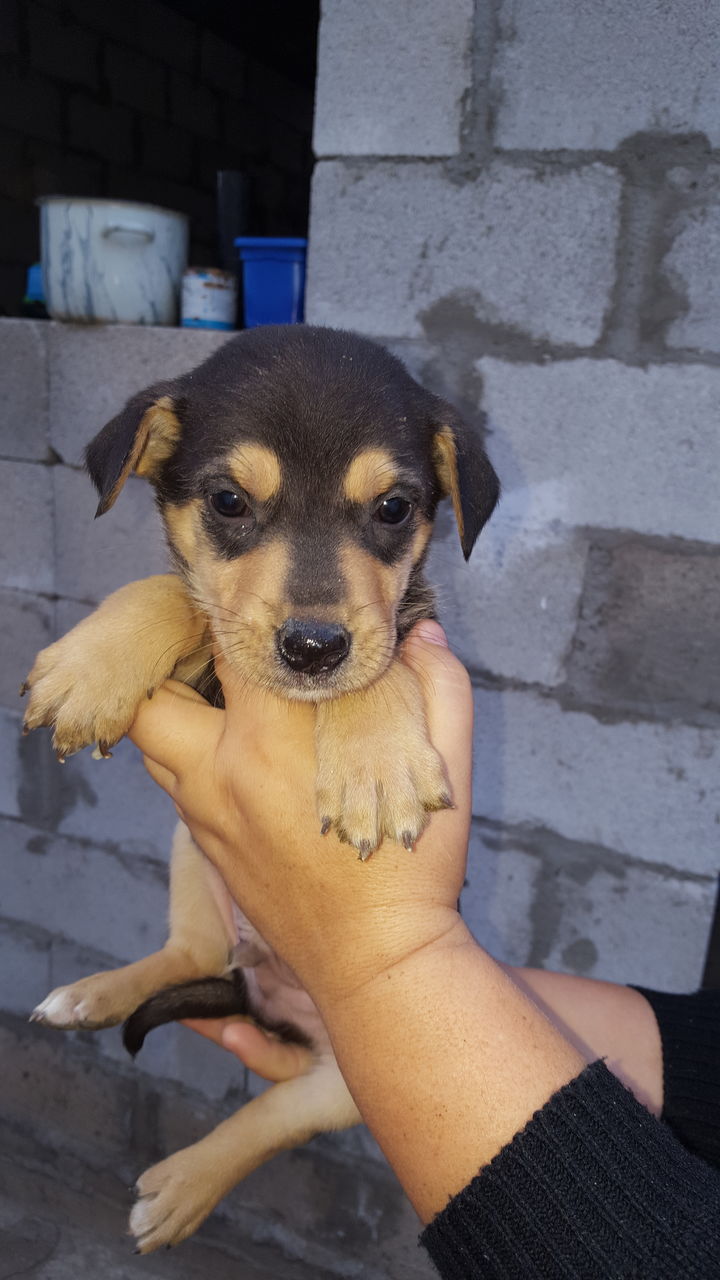 Dam catel in mini bune