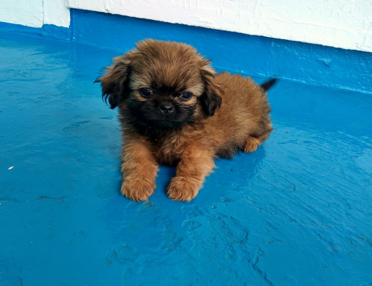 Catei de rasa pechinez