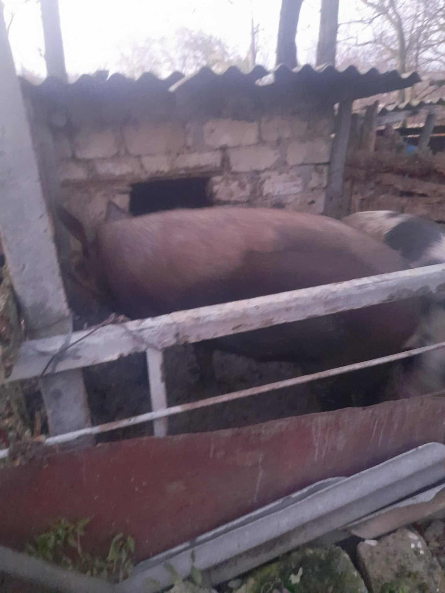 Vând purcel de casă 130 kg 50 lei masa vie
