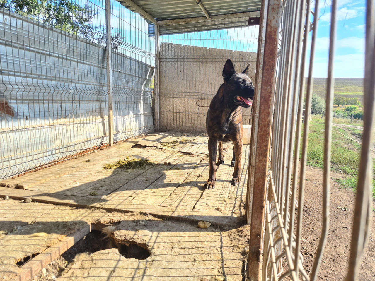 Cine lup belgian, rasă pură, Paște oi, vîrsta 5ani