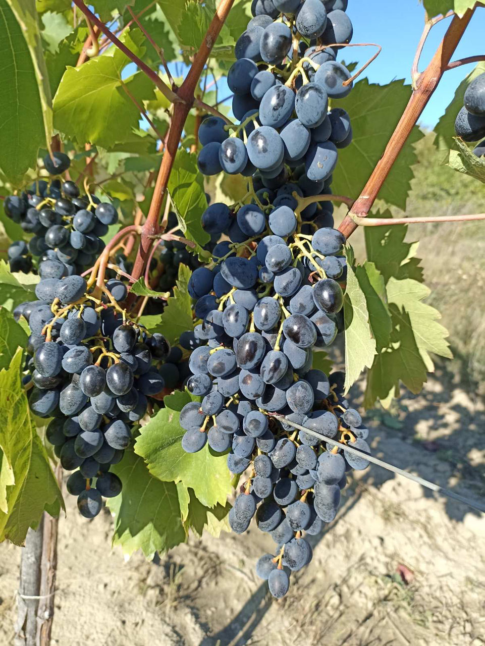 Vind poama Moldova foarte dulce, coaptă foarte bine