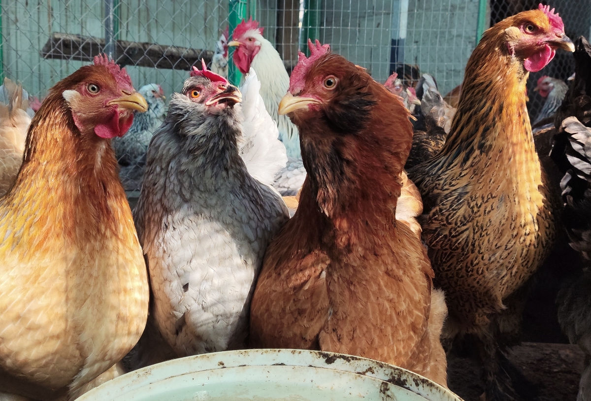 Pui de la aceste gaini Fotografii reale!