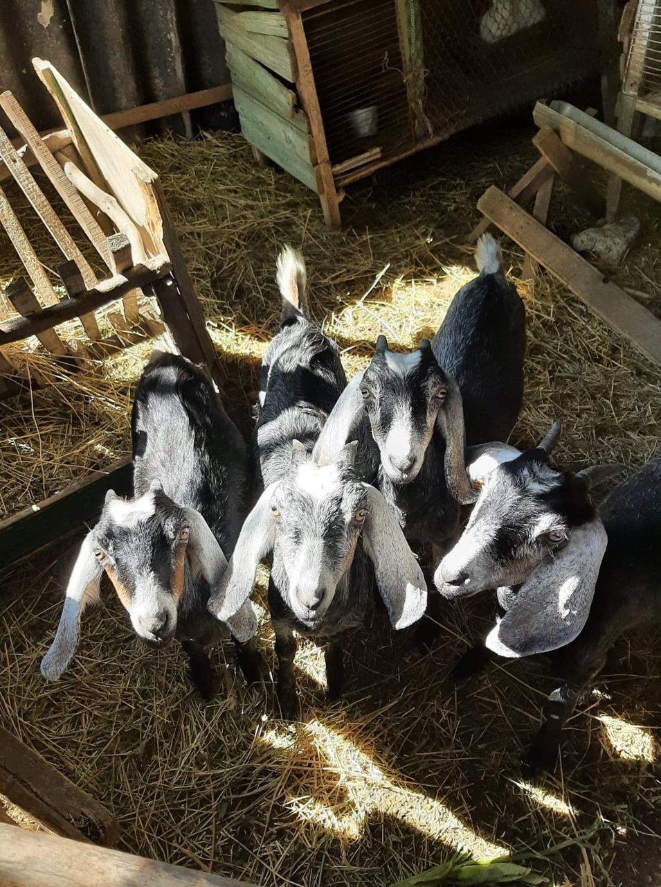 Vindem capre anglonubiene