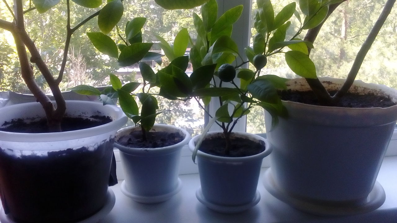 Mandarin (copaci de camera).Мандарин.