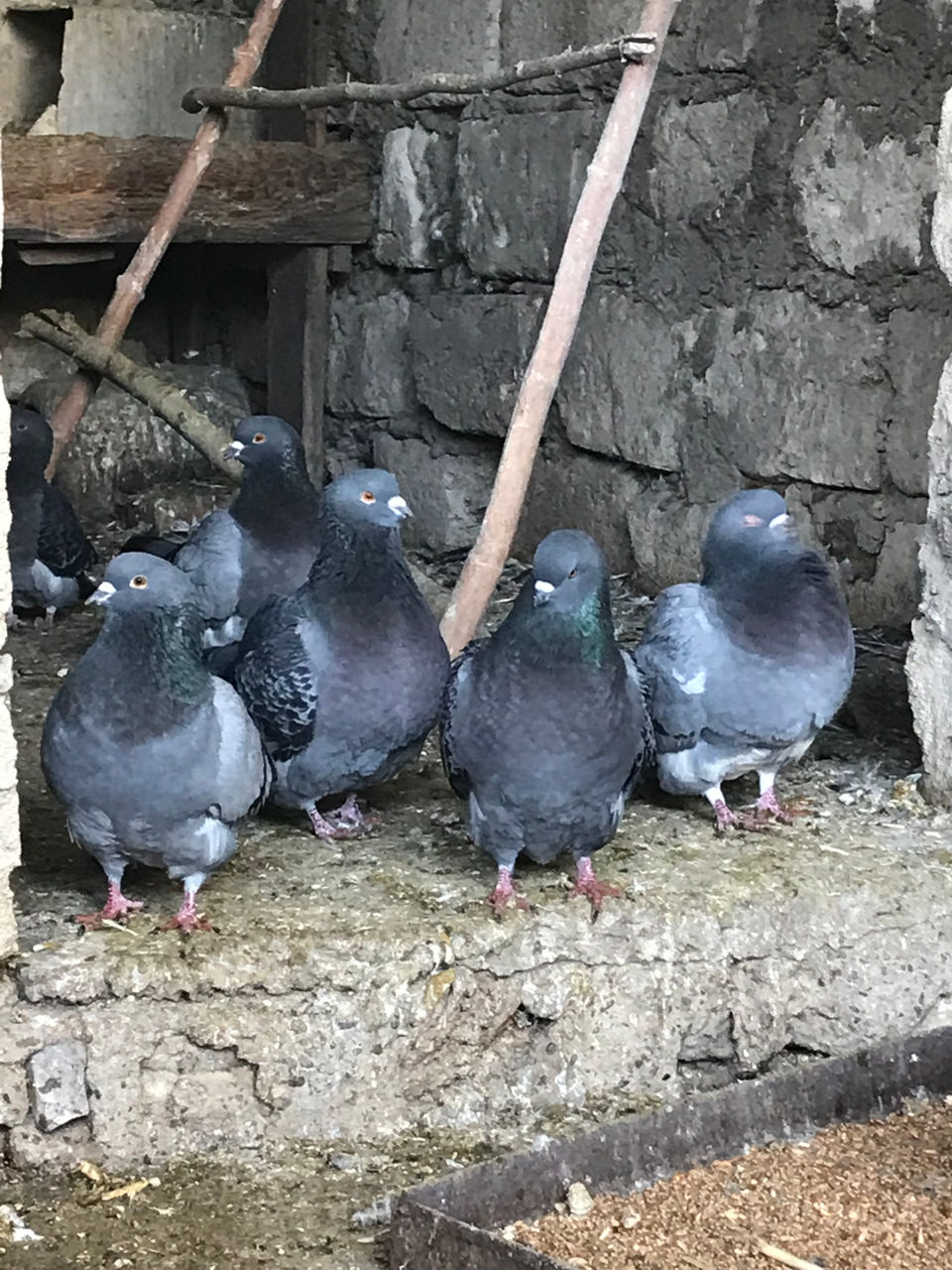 Se vine porumbei king