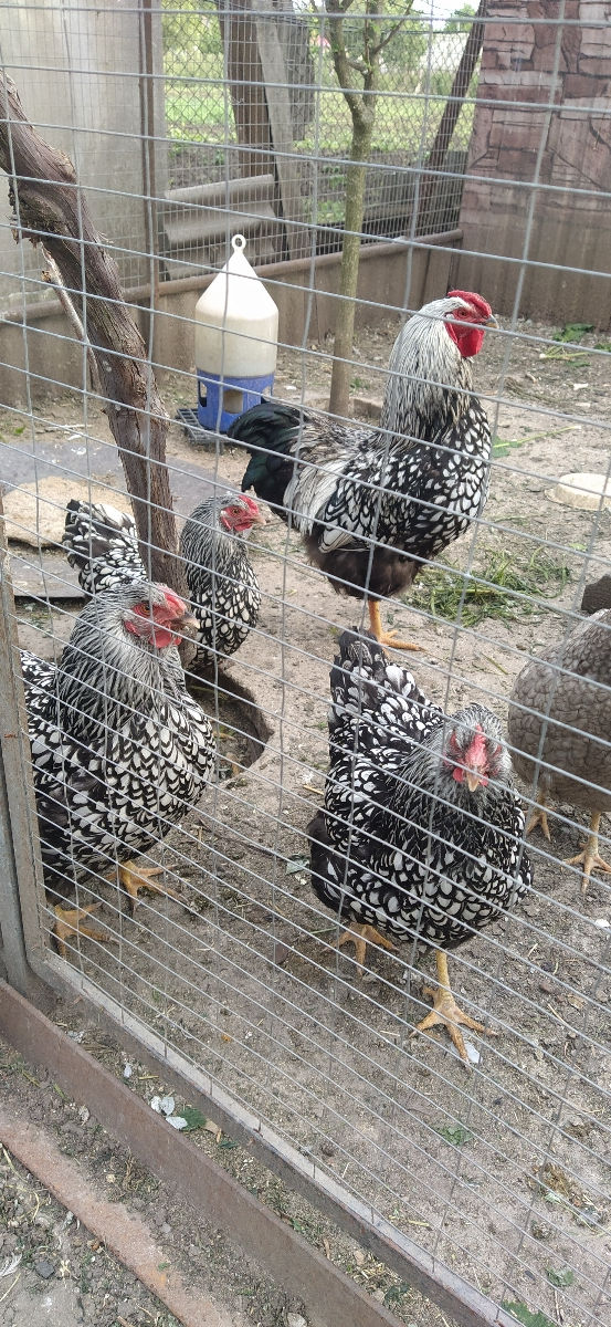 Puisori brama, viandot, de 7 zile si de o lună ouă pentru incubare