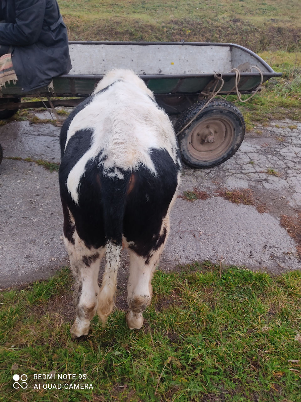 Se vinde vitel frumos are 6 luni