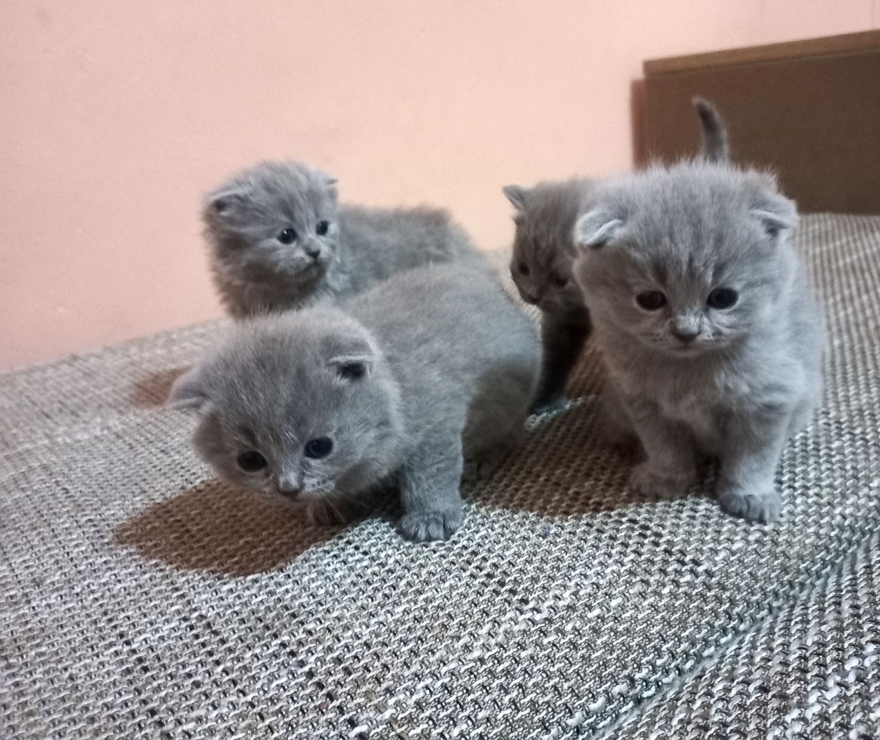 Pisici scottish. Rasa pura