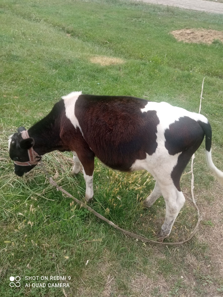 Vind purcei si buhaes