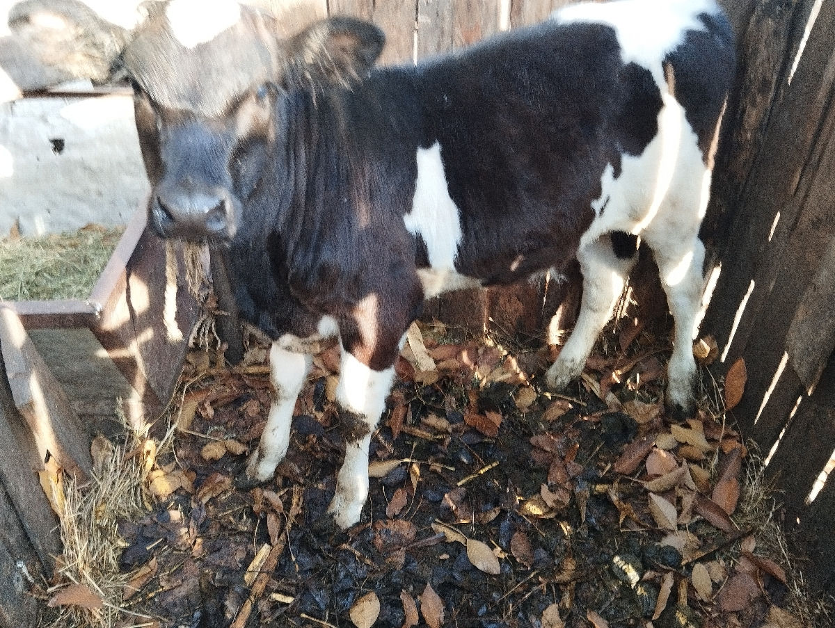 Vind vaca tot cu vitica