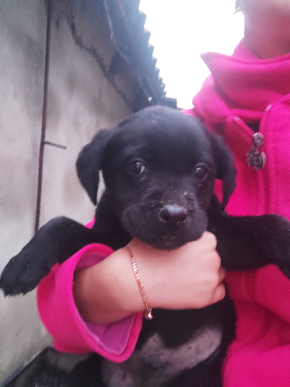 Vindem cățeluși labrador. Sunt drăguți și jucăuși.Pret simbolic.