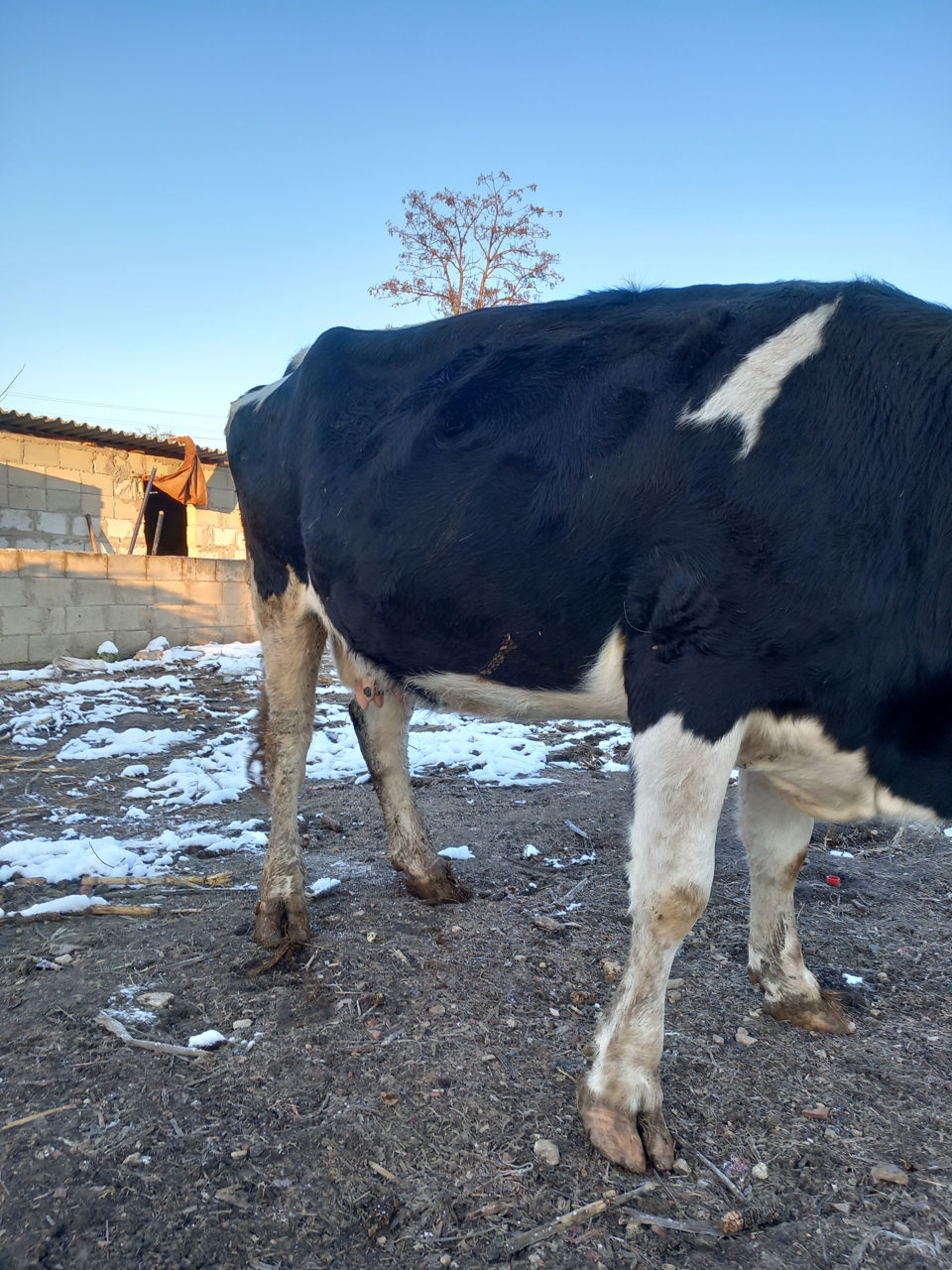 Vînd vaca dea fata buna de lapte