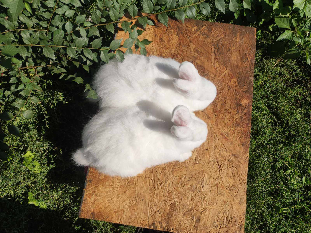 Iepuri neuzelandez de 3 luni