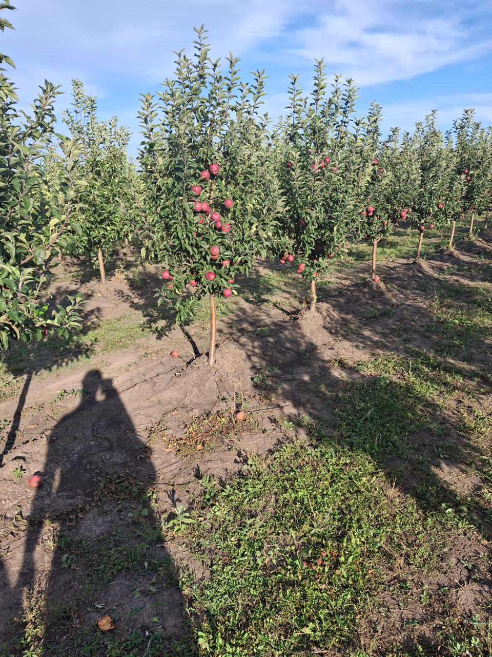 Mere super cif, golden calibru de la 9