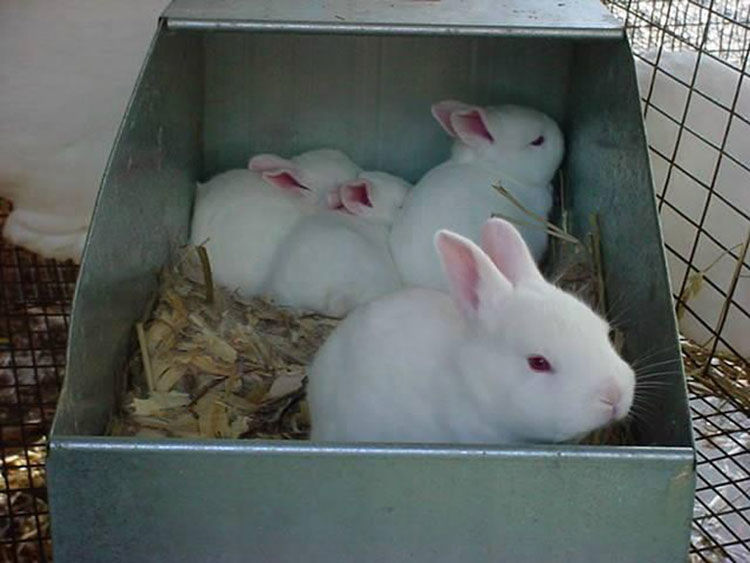 Vând iepuri rasa Panon