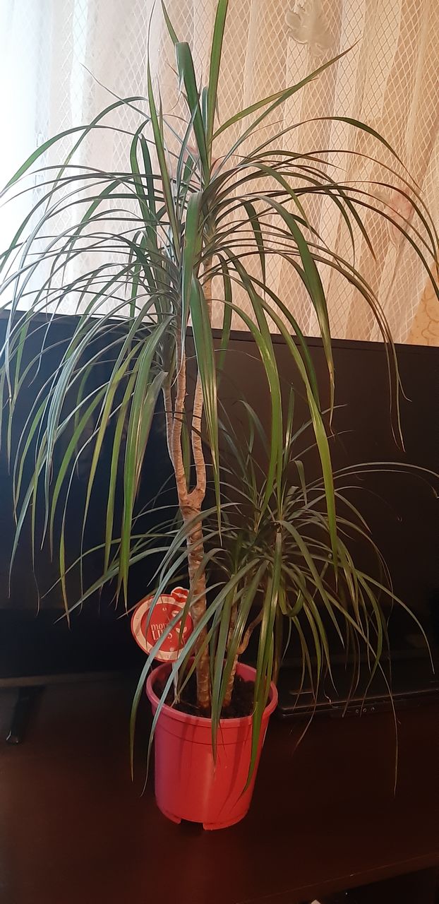 Vând floare DRACENA