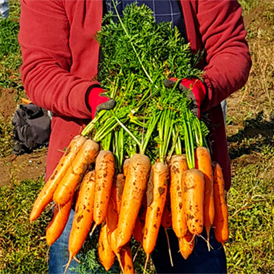 Vindem morcov în cantități mari