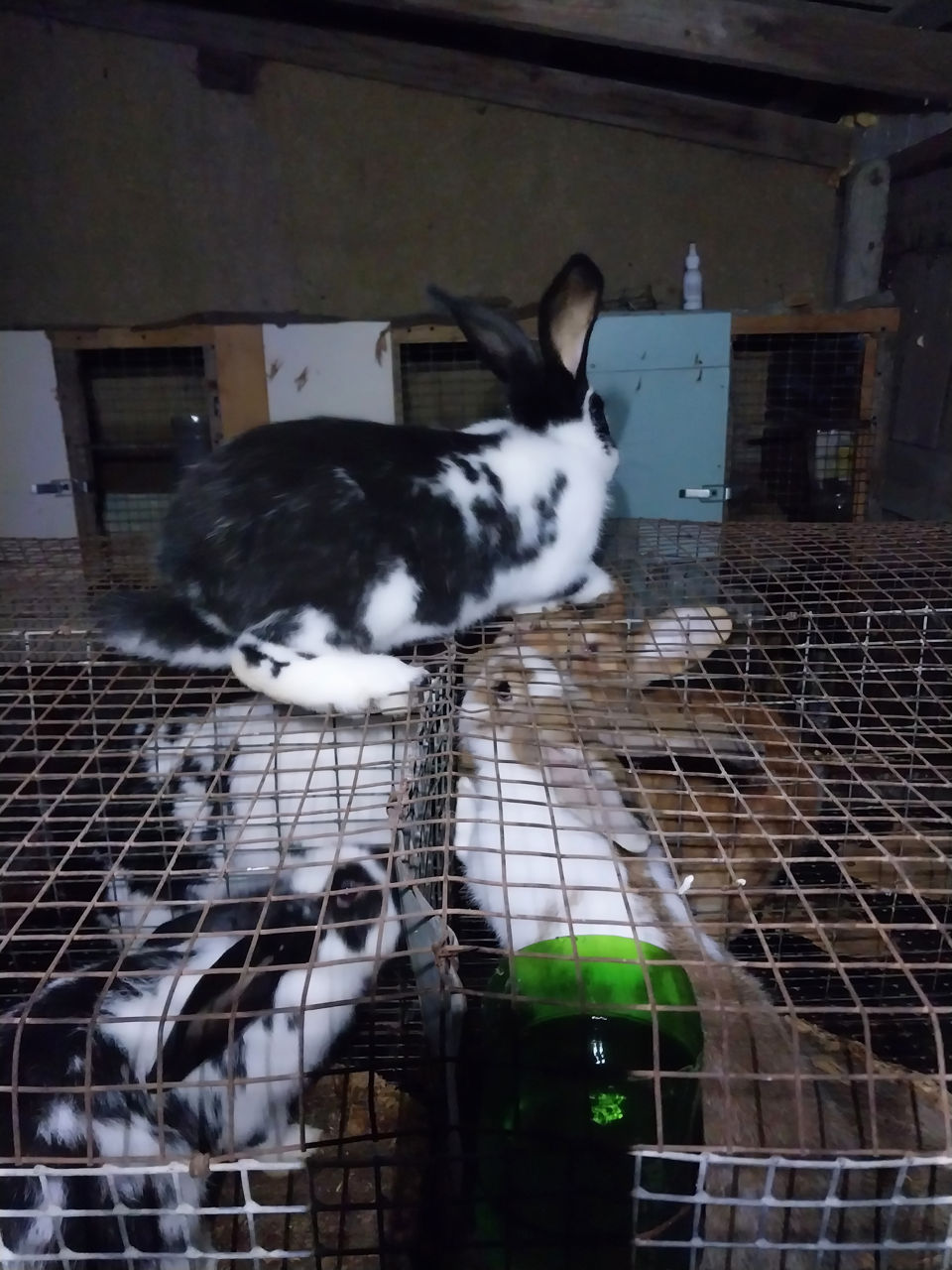 Iepuri de 3 luni jumate