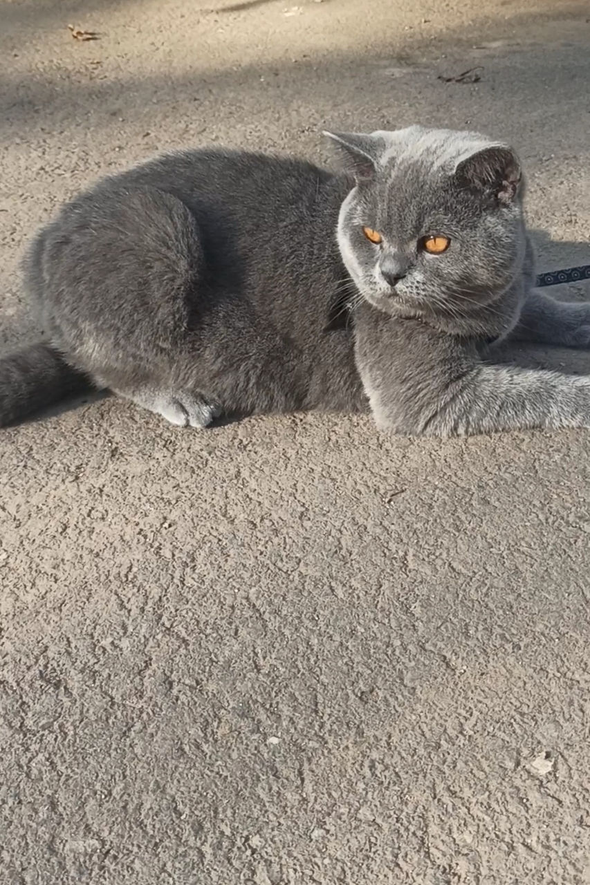 Pisoi Scottish Straight