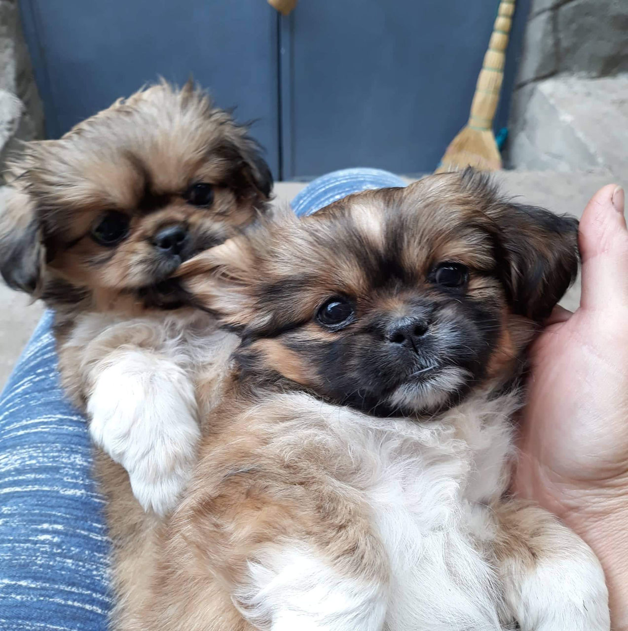 Vând pekinez imperial