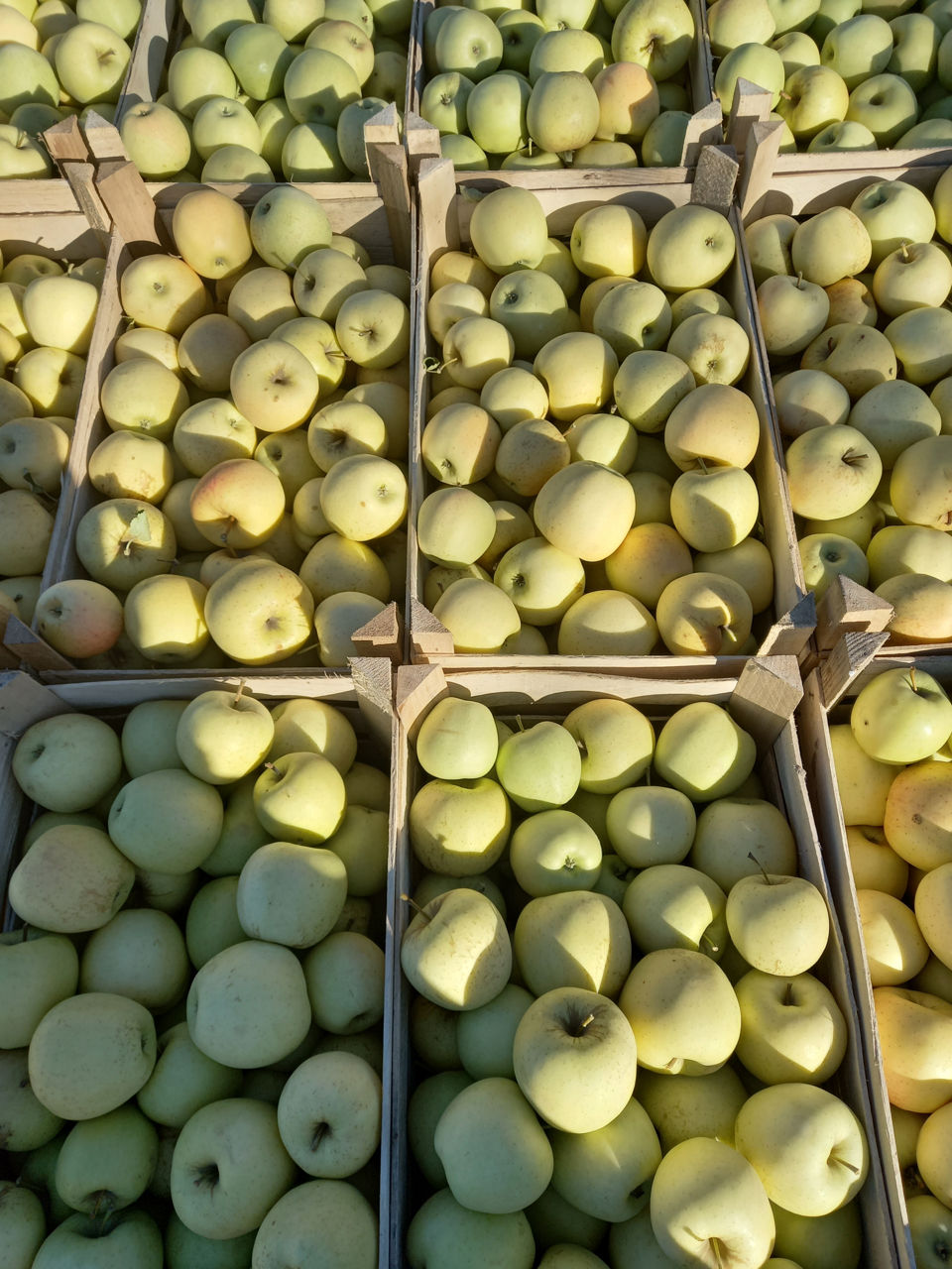 Mere golden, djonagold, starchin pentru piața locală