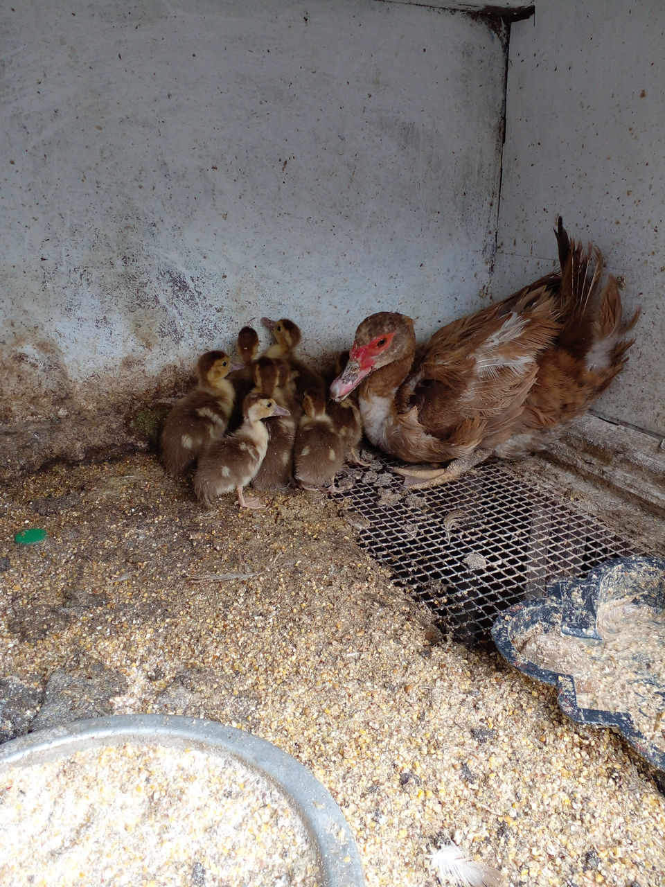 Vind rata cu ratuste