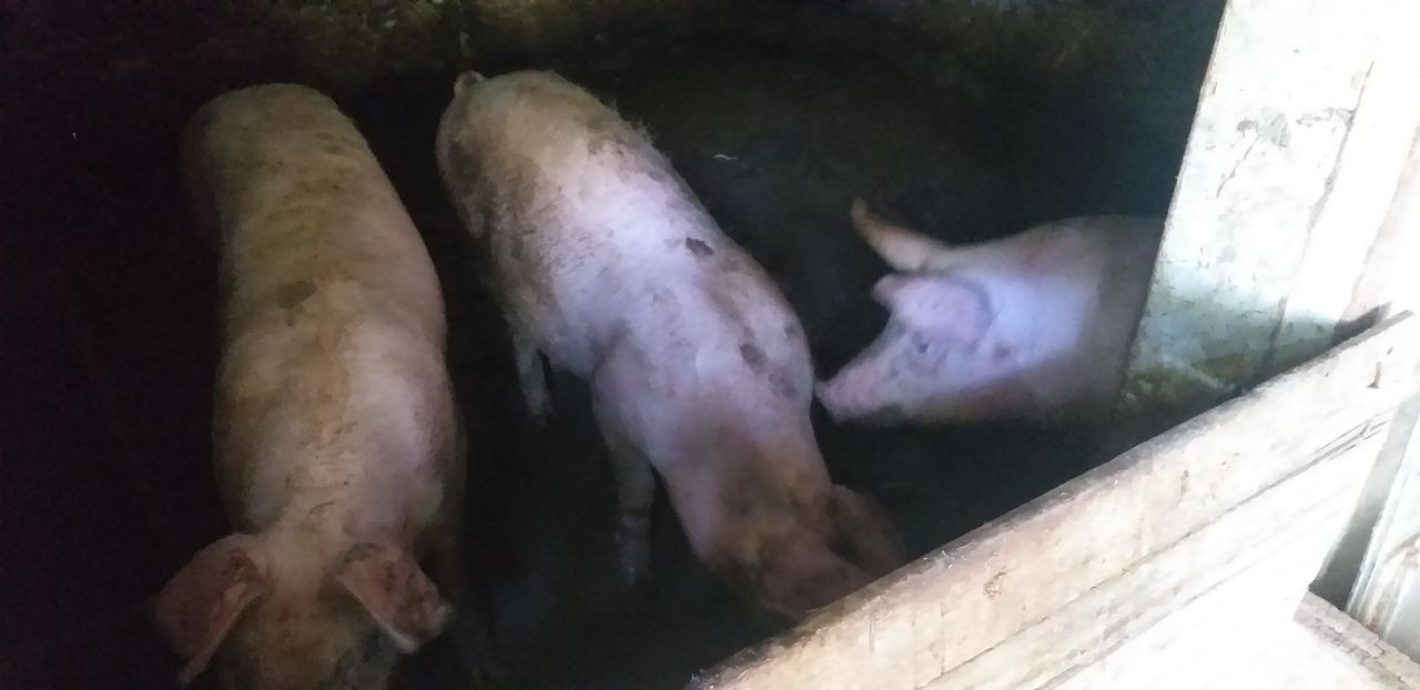 Vind purcei 50.80kg.